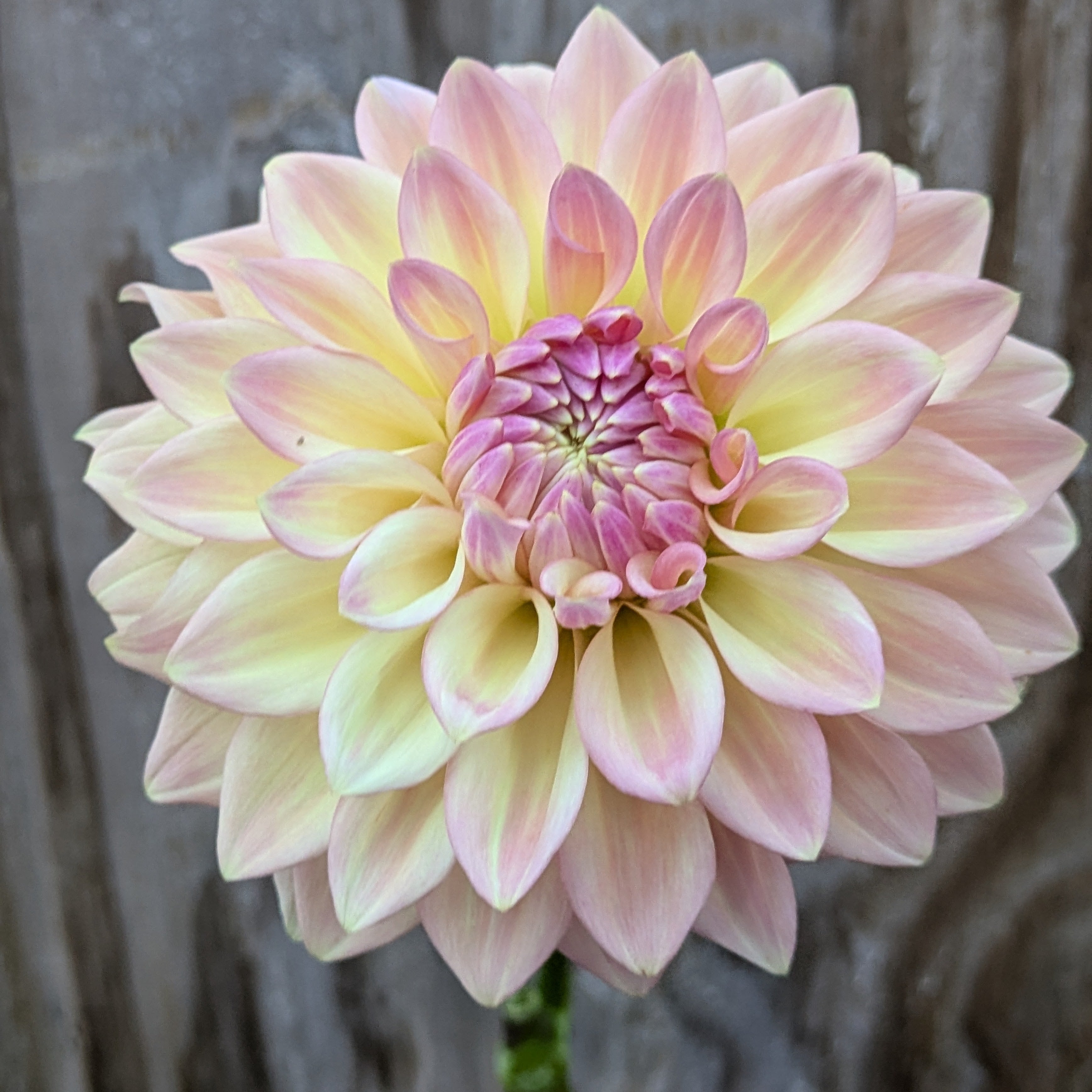 Bloomquist Alan – Three Chicks Gardens