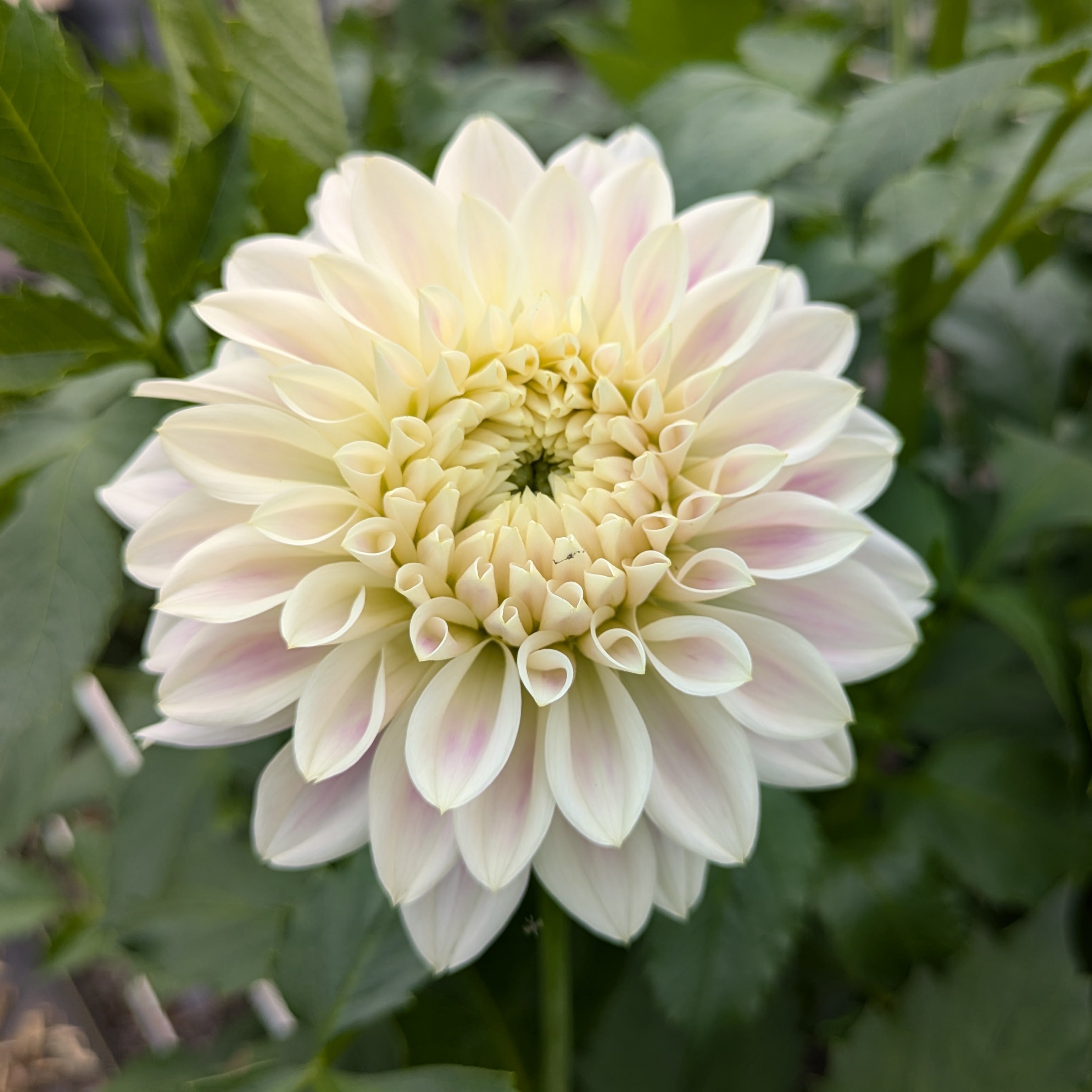 Quiet Splendor – Three Chicks Gardens